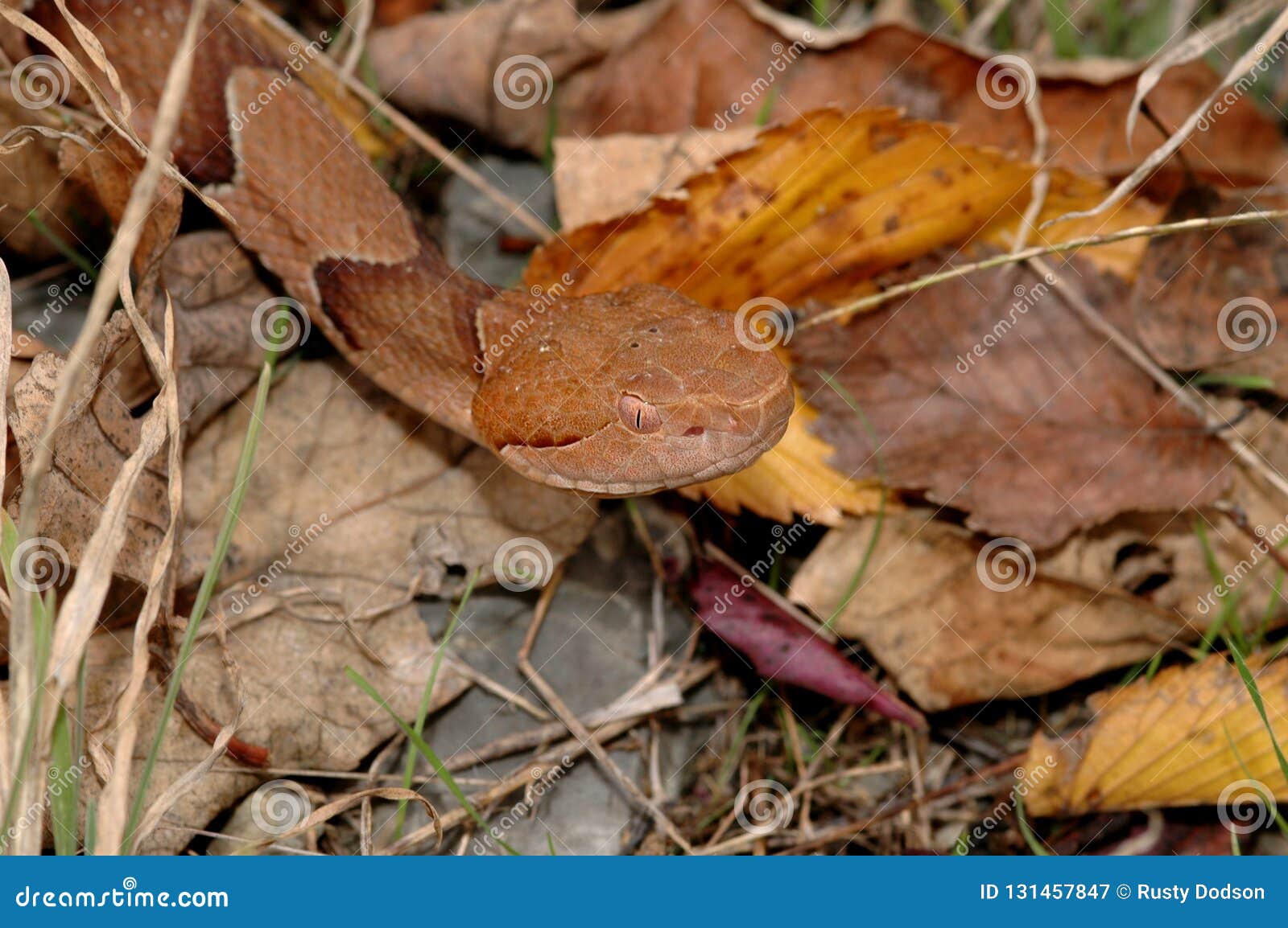 Eastern Copperhead stock image. Image of contortrix - 131457847