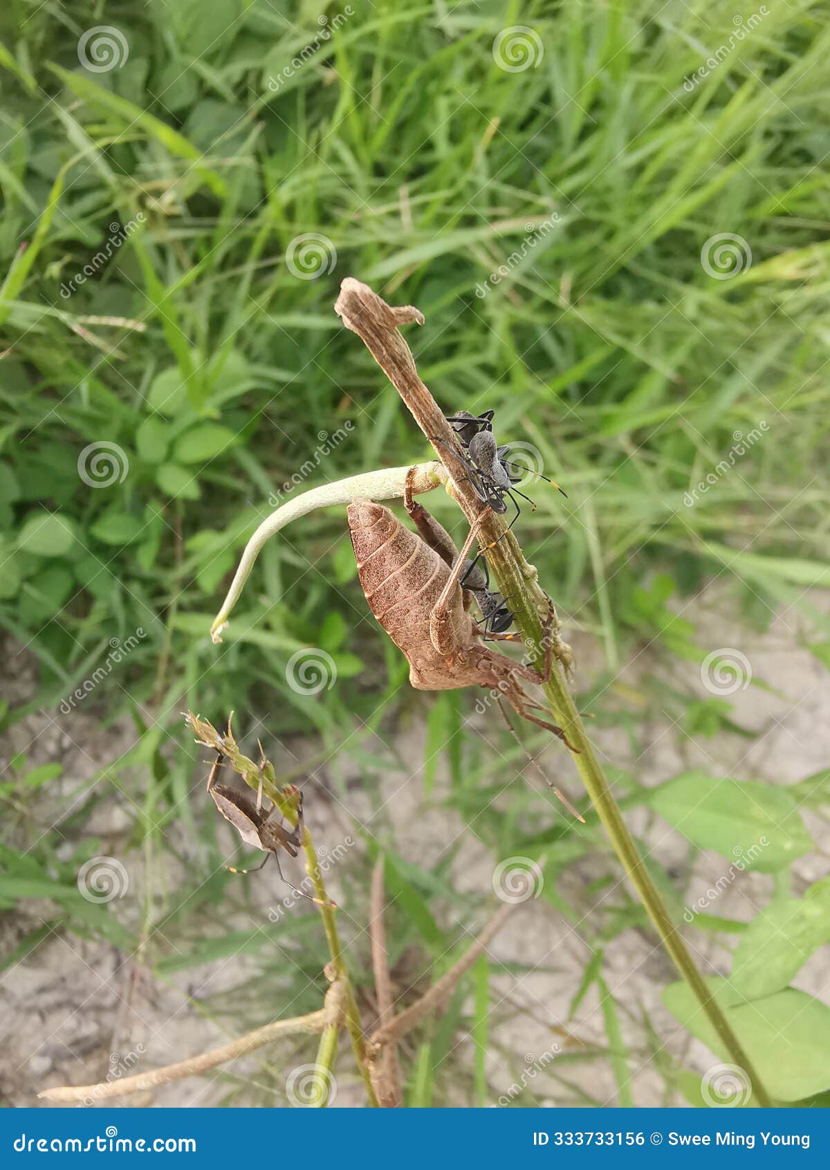 Coreid Leaf Footed Bug Climbing on the Creeping Weed Plant. Stock Photo ...