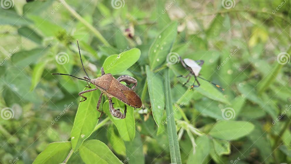 Coreid Leaf Footed Bug Climbing on the Creeping Weed Plant. Stock Photo ...