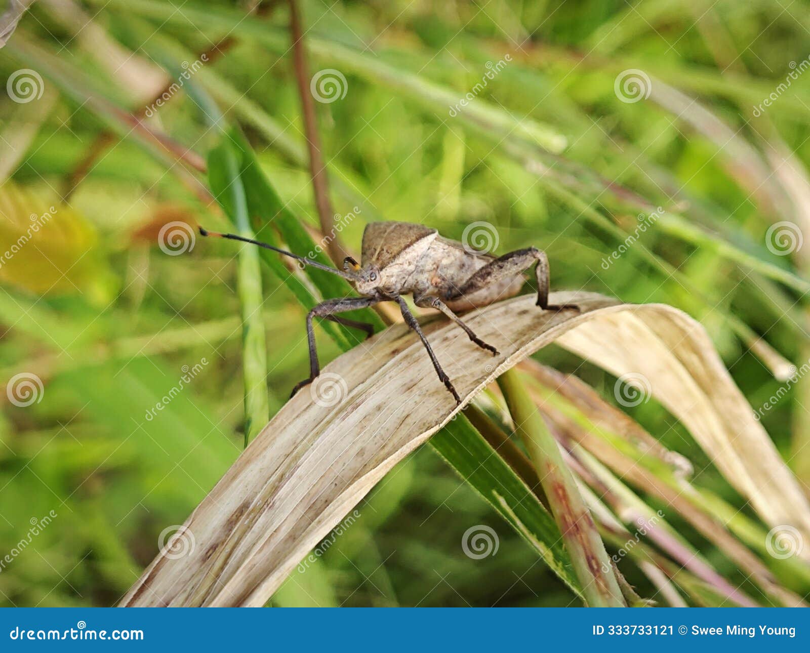 Coreid Leaf Footed Bug Climbing on the Creeping Weed Plant. Stock Image ...