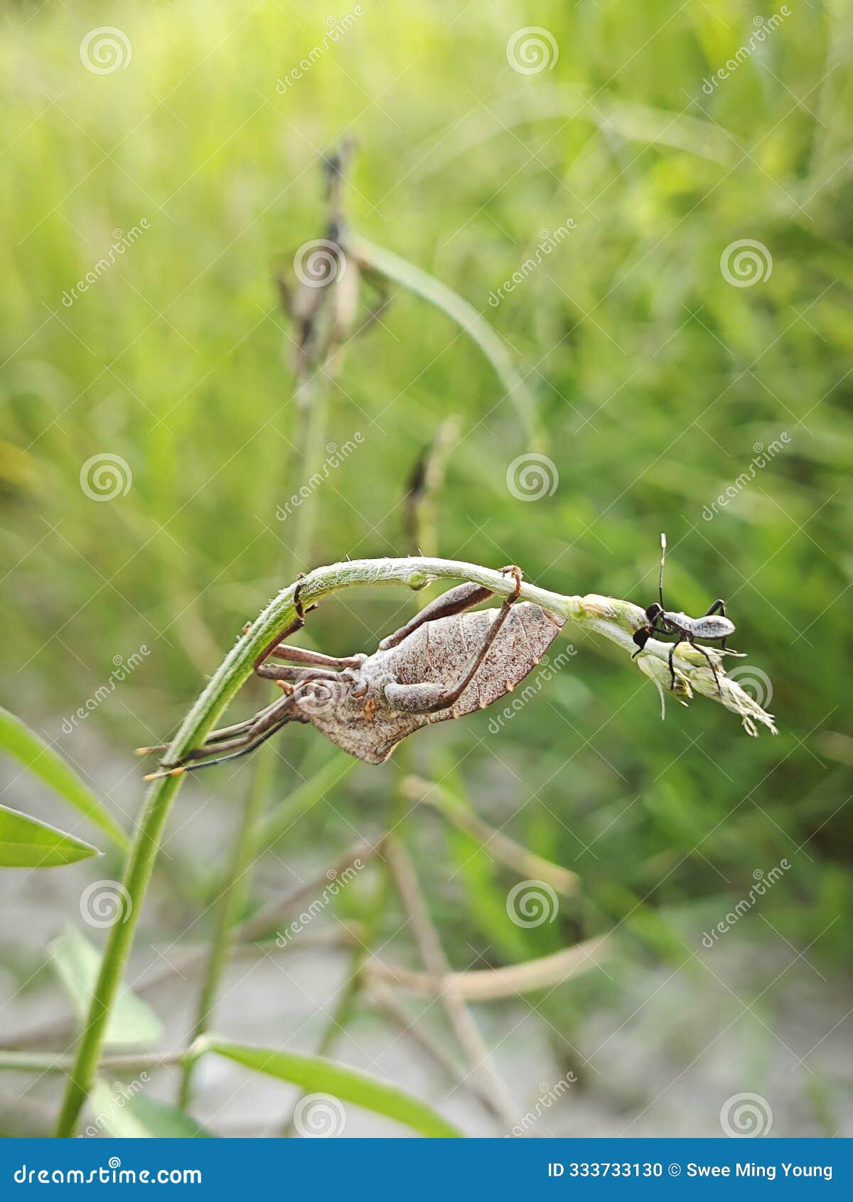 Coreid Leaf Footed Bug Climbing on the Creeping Weed Plant. Stock Photo ...