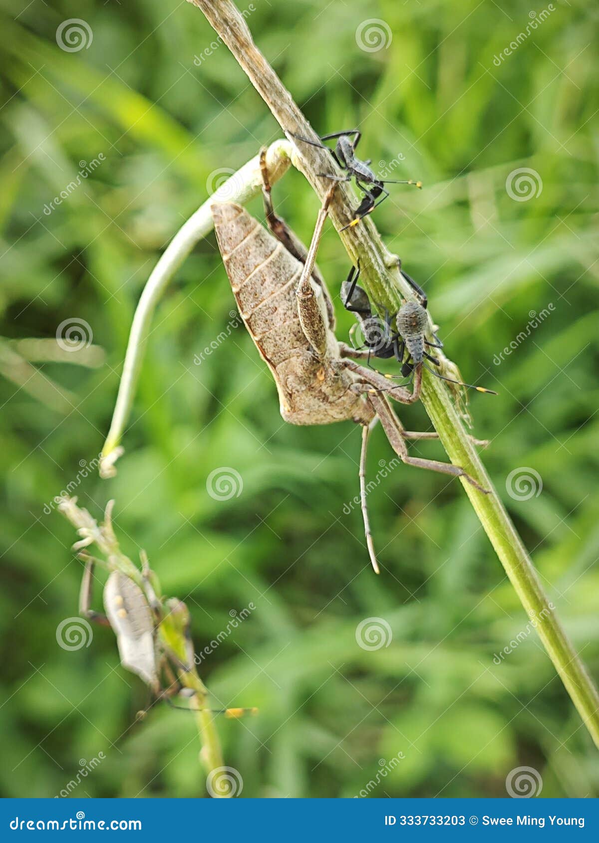 Coreid Leaf Footed Bug Climbing on the Creeping Weed Plant. Stock Image ...