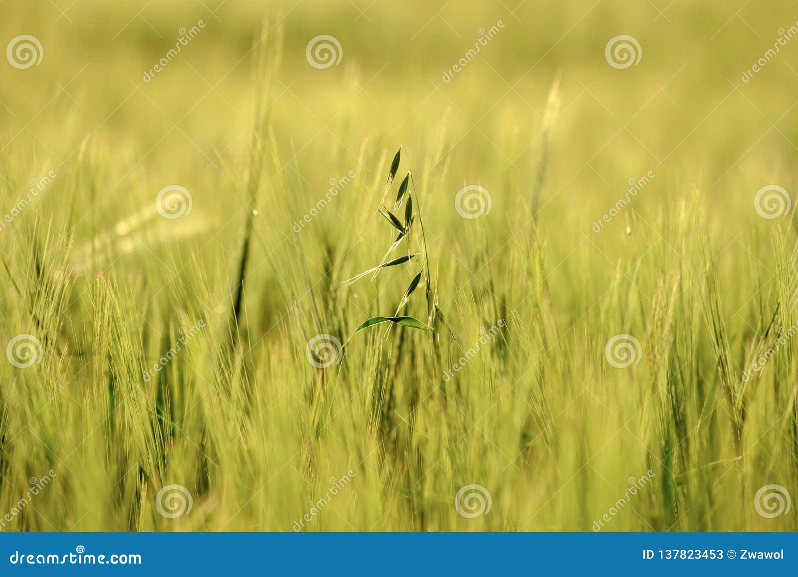Image of a Corn Field Near Maisach Stock Image - Image of cultivate ...