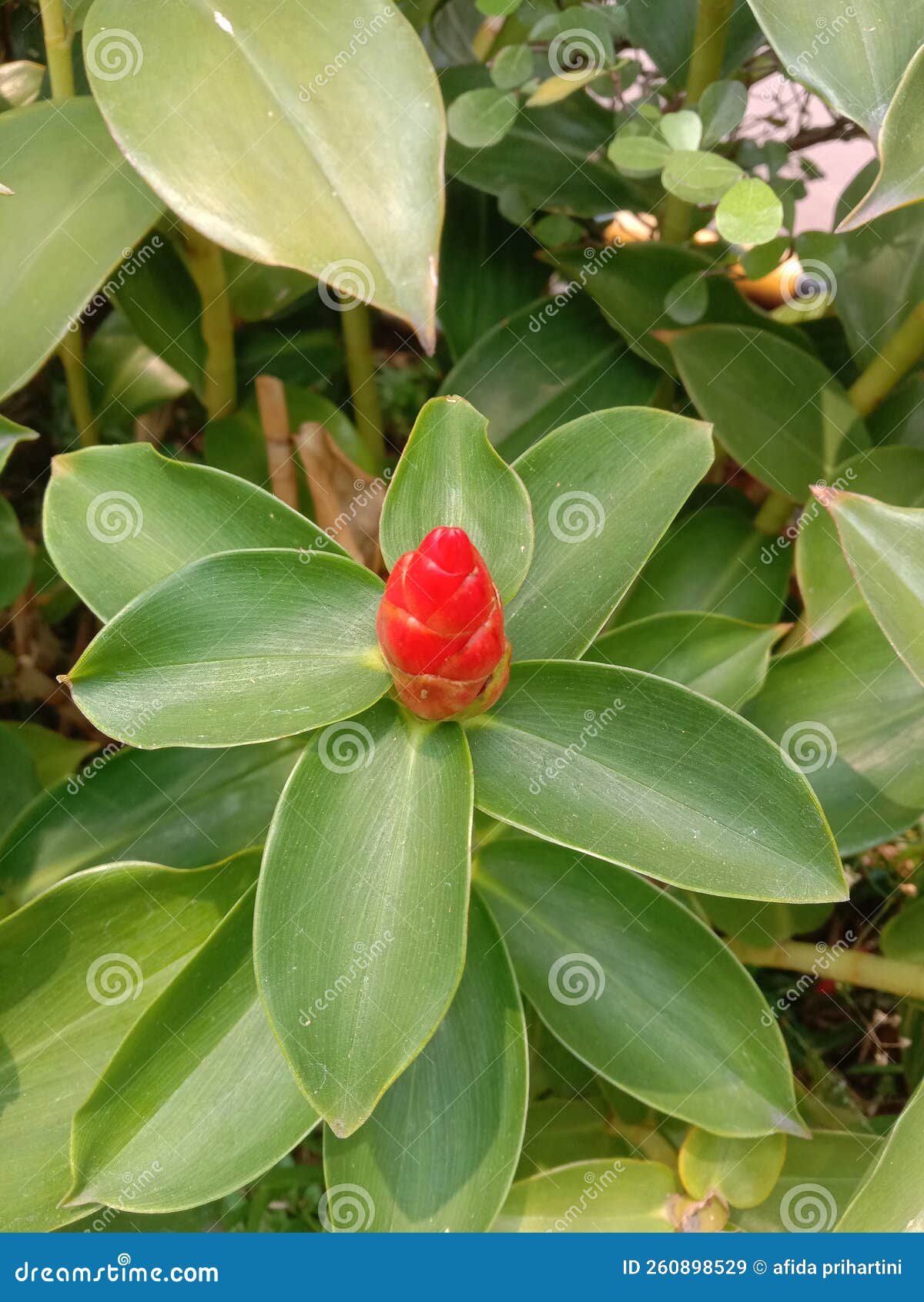 Costus woodsonii stock image. Image of asian, petal - 260898529