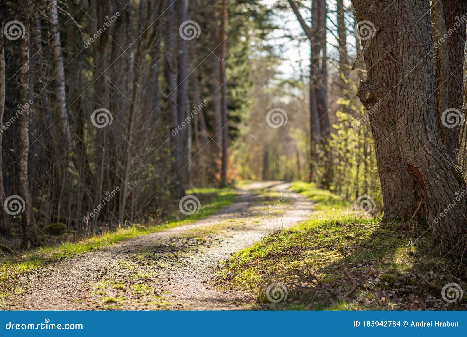 Image of Country Side Road in the Forest during Sunset Stock Photo ...