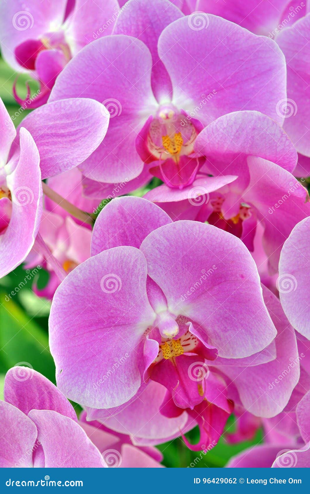 Image Courante D'une Fleur D'orchidée En Plan Rapproché Photo stock ...