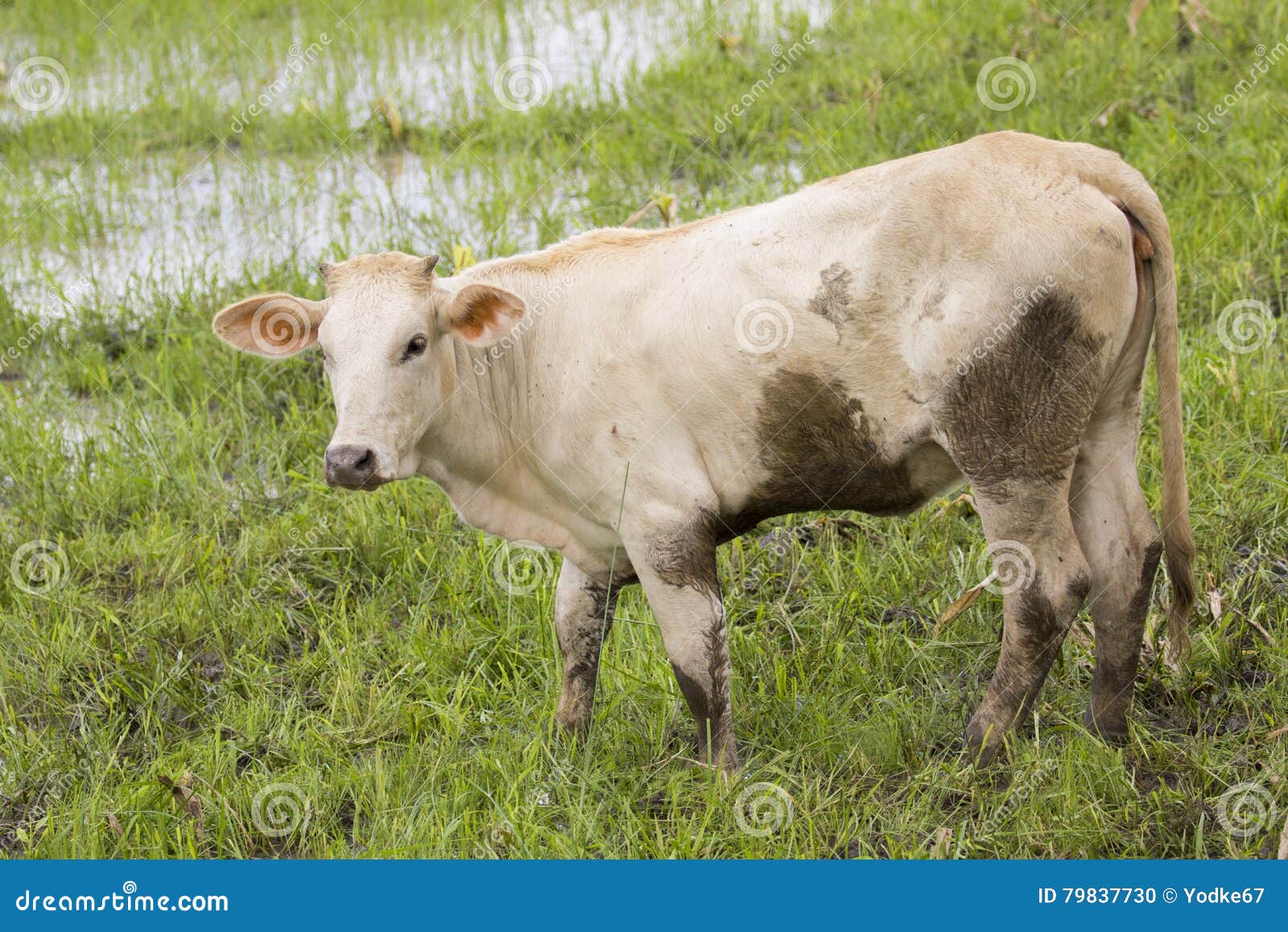 Image of a Cow Standing Staring . Stock Photo - Image of brown ...