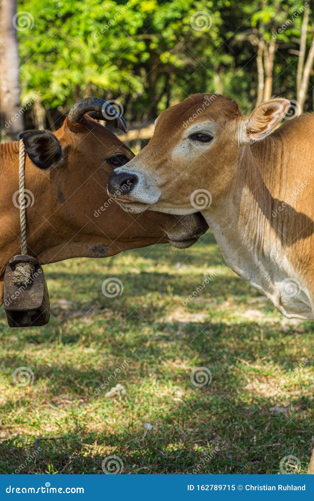 Two Cows Close Up Kissing Stock Image | CartoonDealer.com #89024641