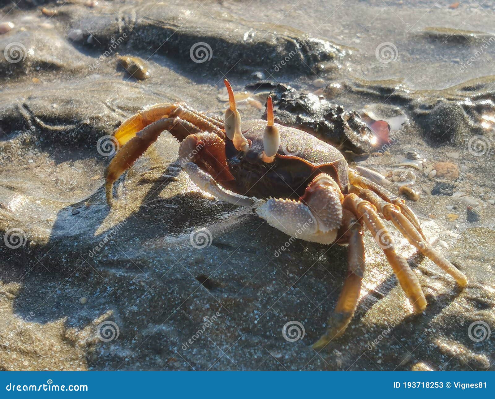 Crab crawling at beach stock image. Image of crawling - 193718253