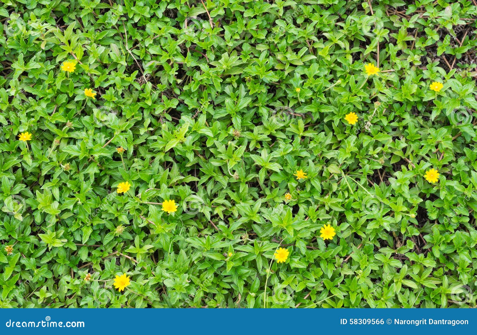 Image of Creeping Daisy in the Garden. Stock Photo - Image of hitchc ...