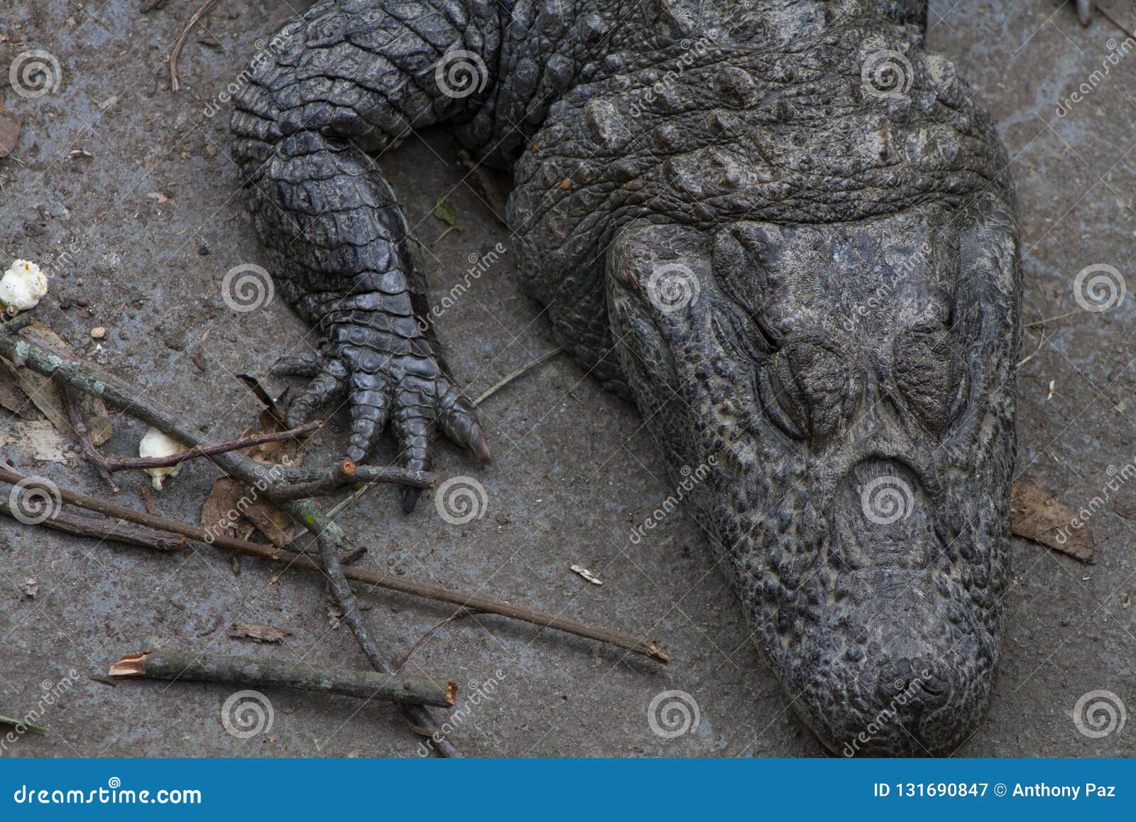 Image of a Crocodile Sleeping Reptile Stock Image - Image of head ...