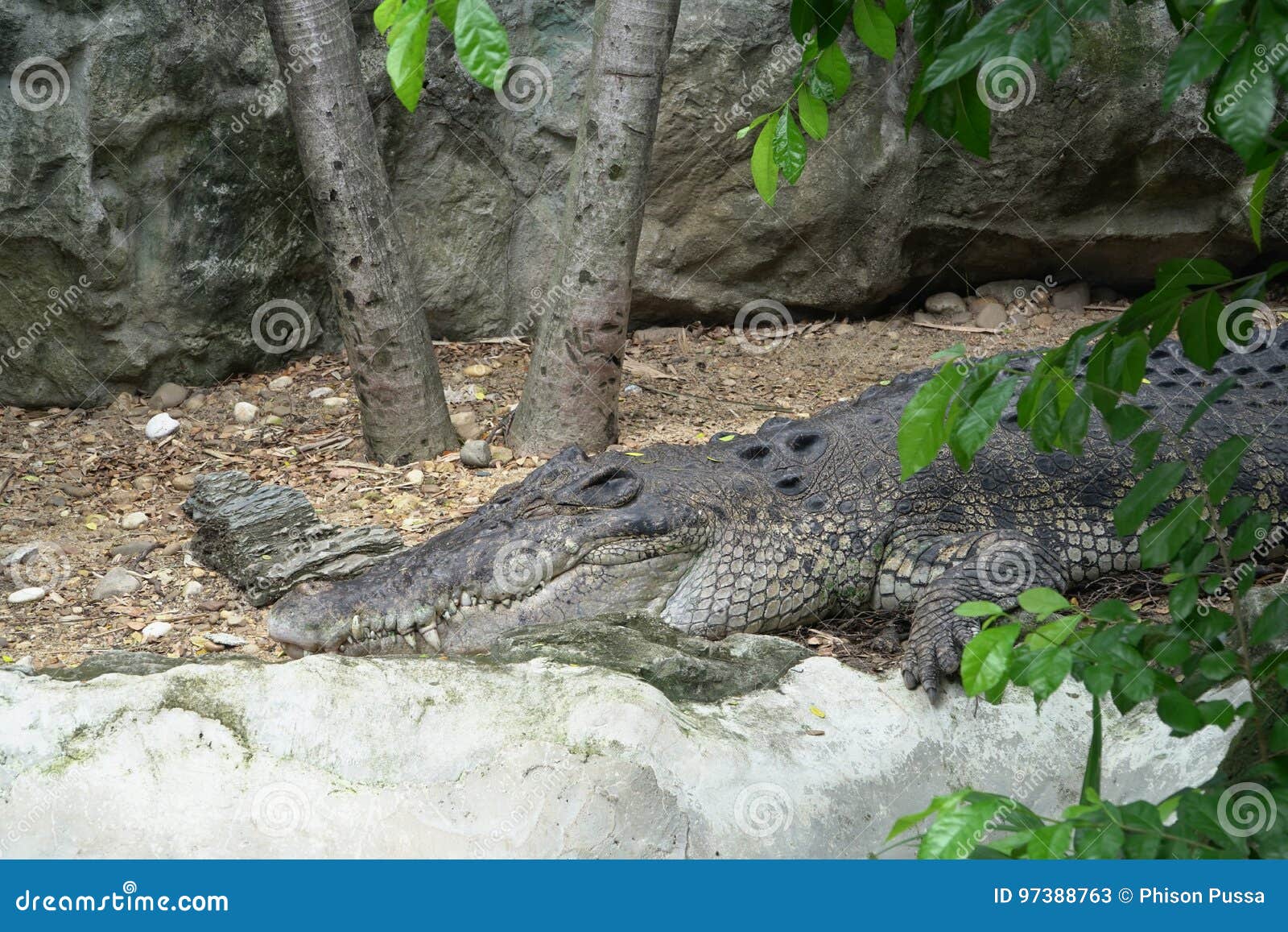 Image of a Crocodile Sleeping and Resting Stock Image - Image of ...