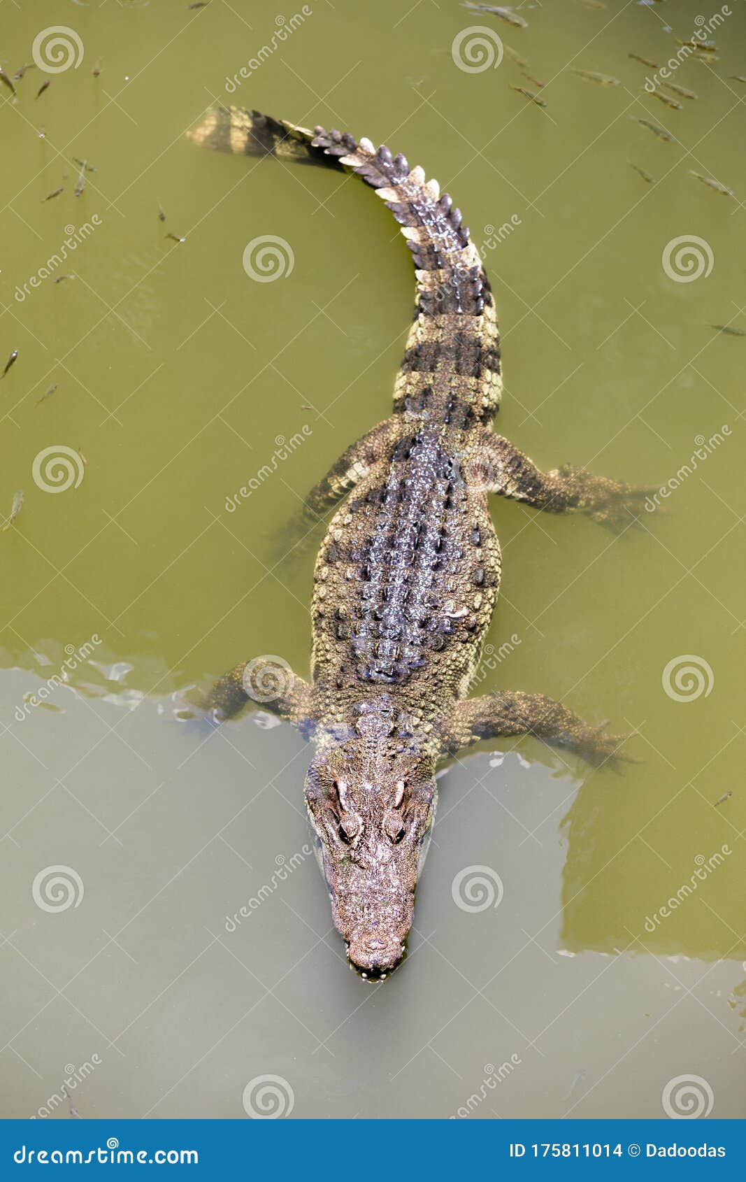 Image of a Crocodile in the Water. Reptiles Stock Photo - Image of ...