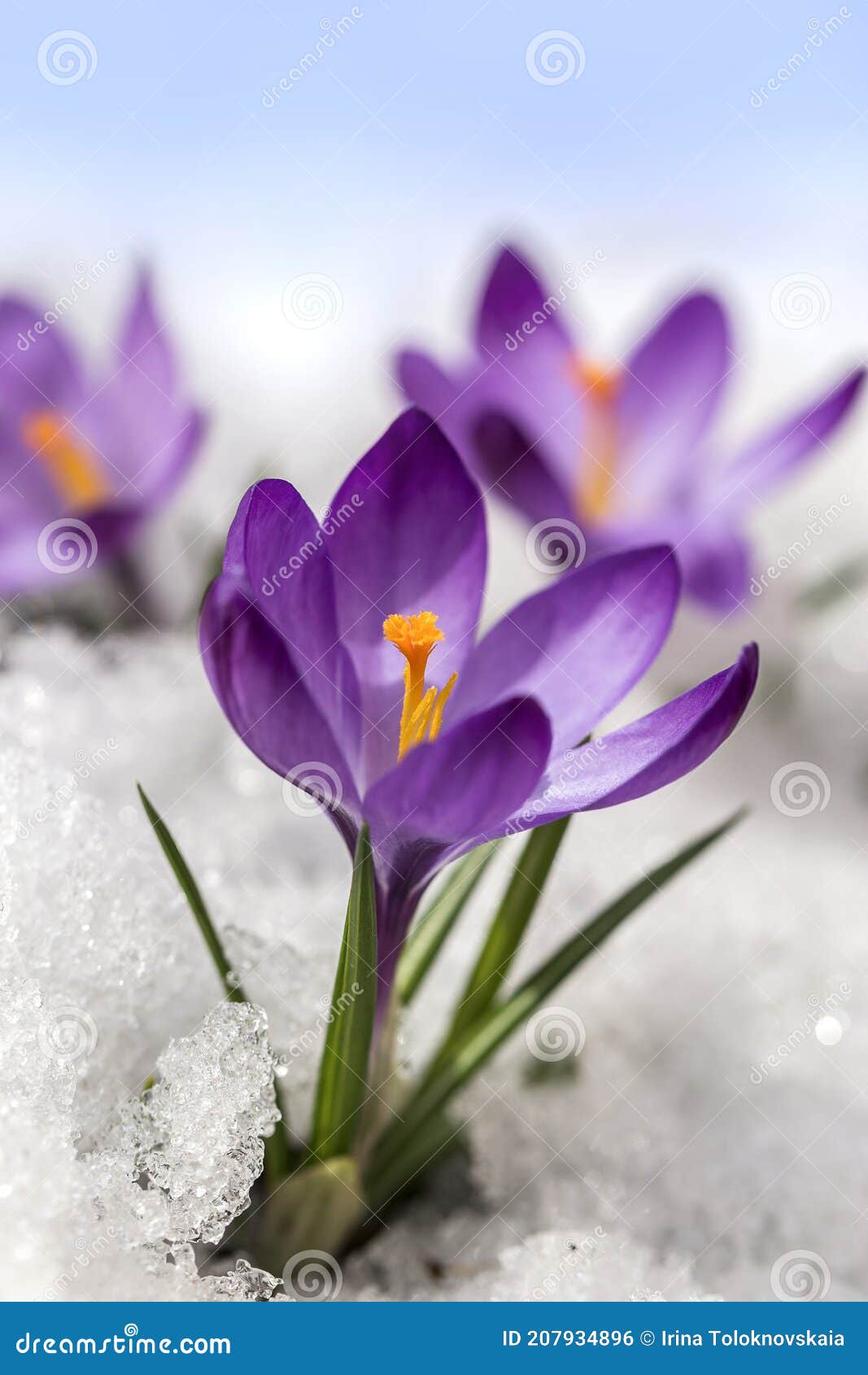 Image with crocuses. stock photo. Image of flowering - 207934896