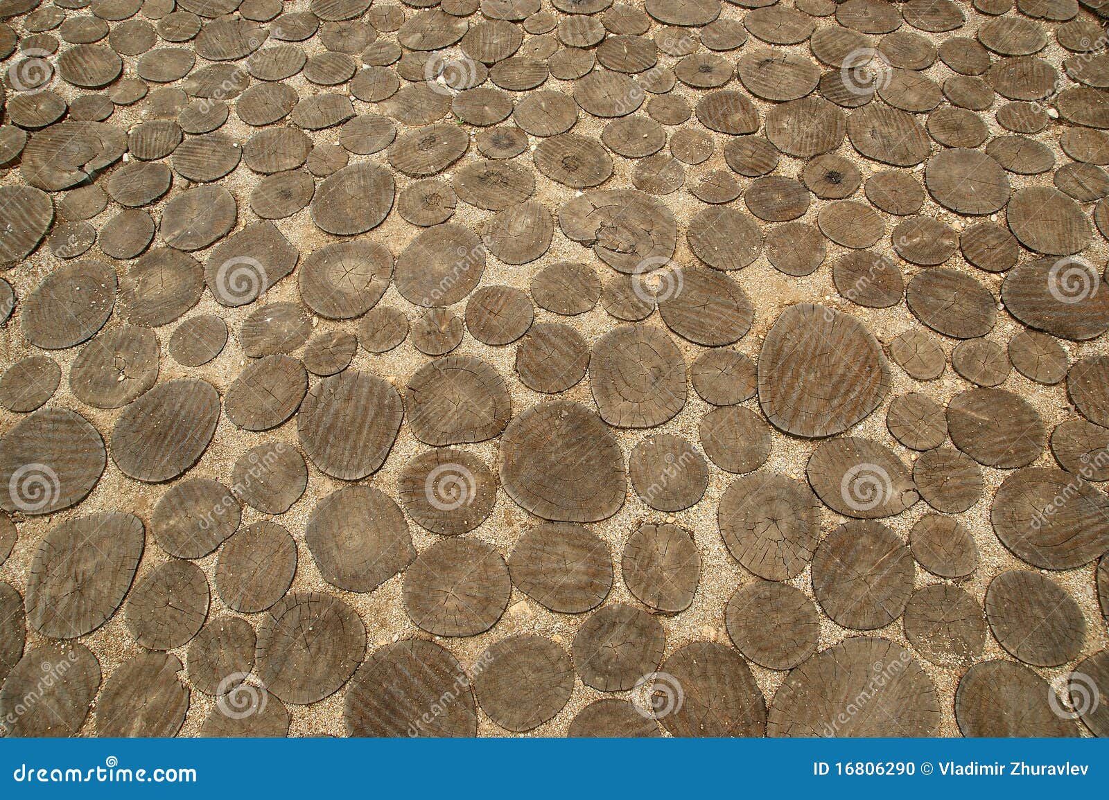 Image of crosscut wood stock photo. Image of wood, sequoia - 16806290