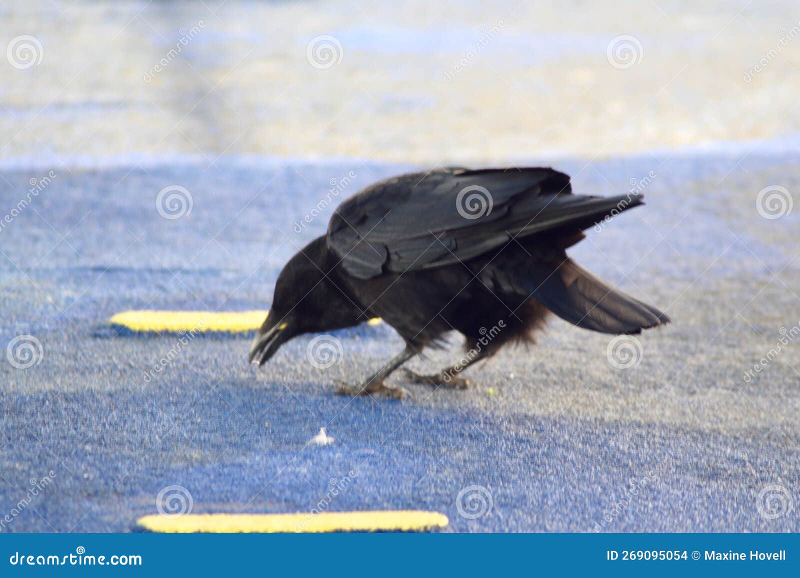 Crow Eating from the Deck of a Ferry Stock Photo - Image of wildlife ...