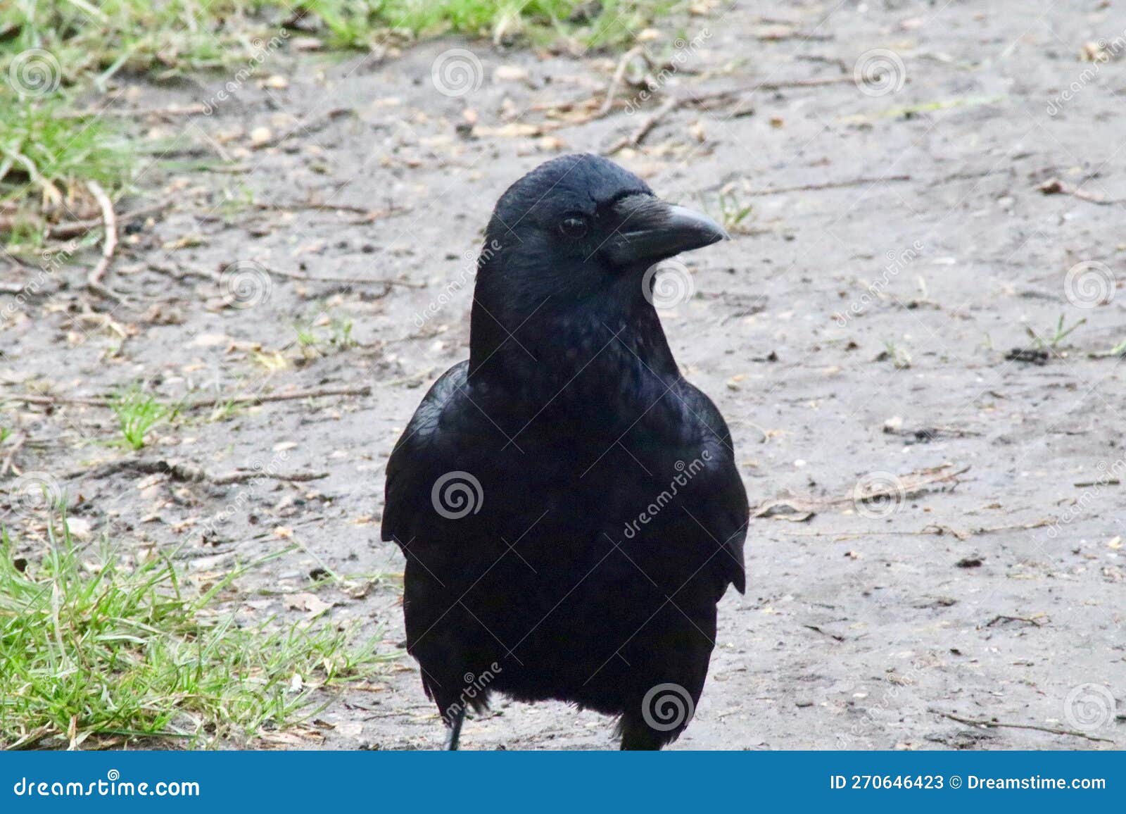 Crow in Close Up Looking at Camera Stock Image - Image of ...