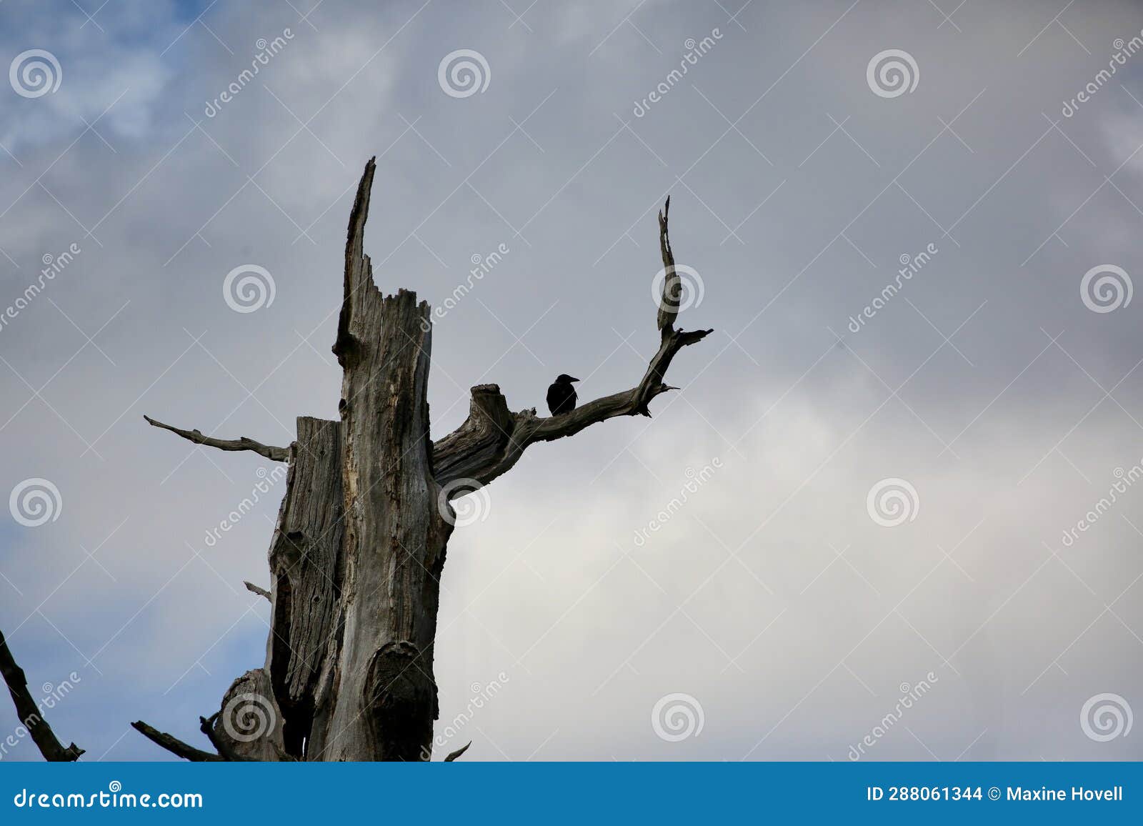 Crow in silhouette in tree stock photo. Image of wood - 288061344