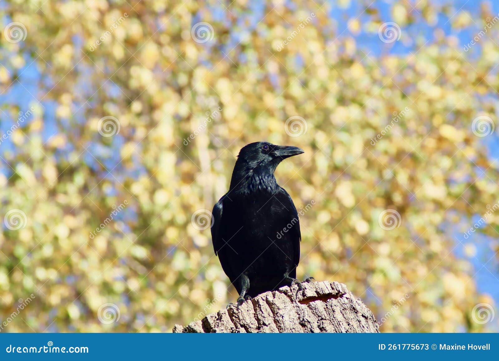 Crow on a High Up Tree Stump Stock Image - Image of stump, crow: 261775673