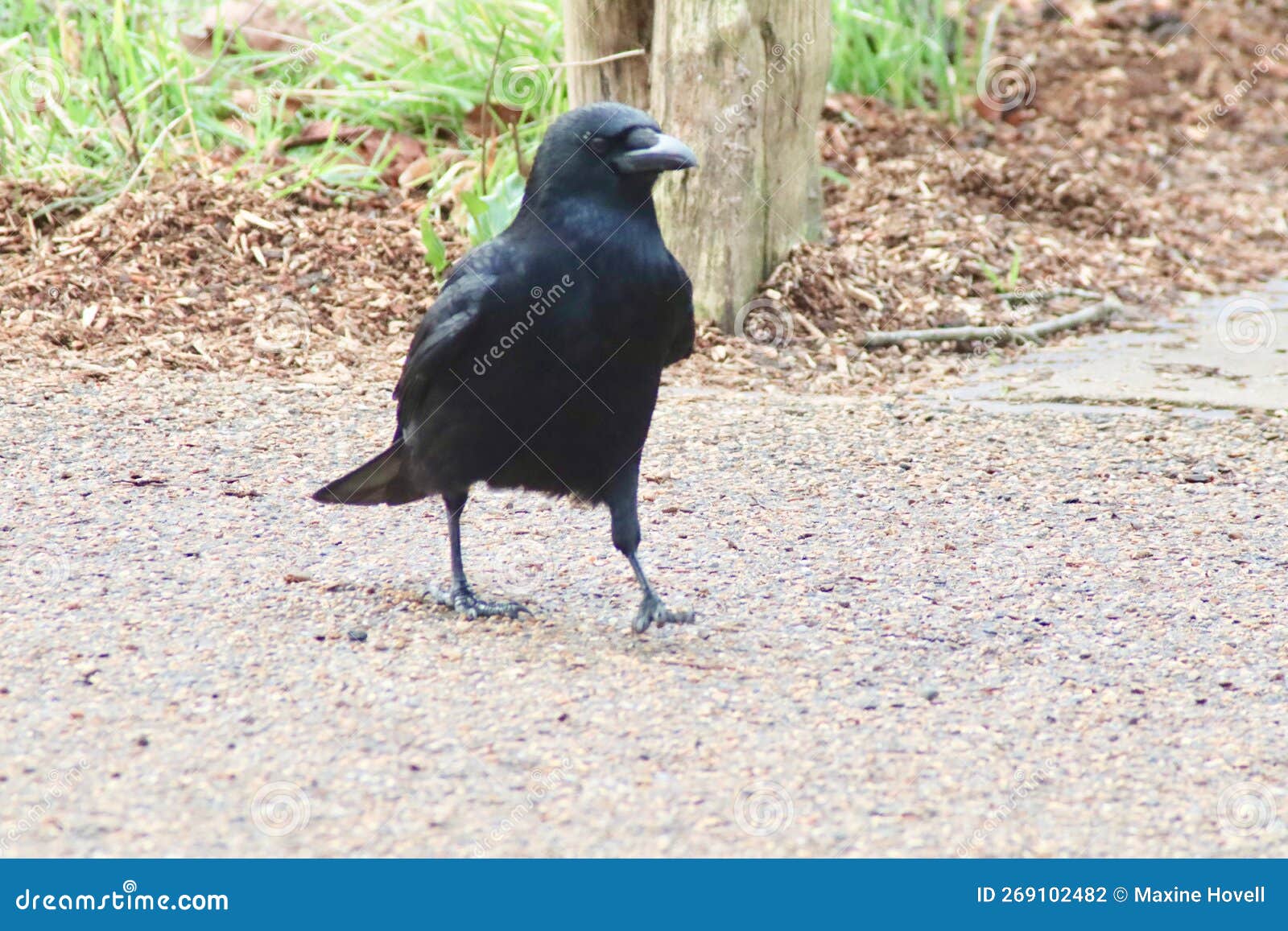 Crow Strolling Along a Path Stock Photo - Image of beak, birds: 269102482