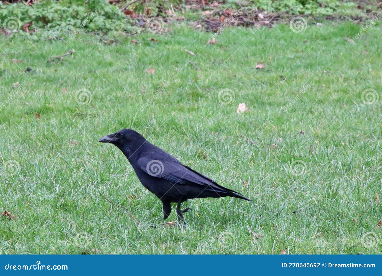 Crow walking on grass stock photo. Image of feathers - 270645692