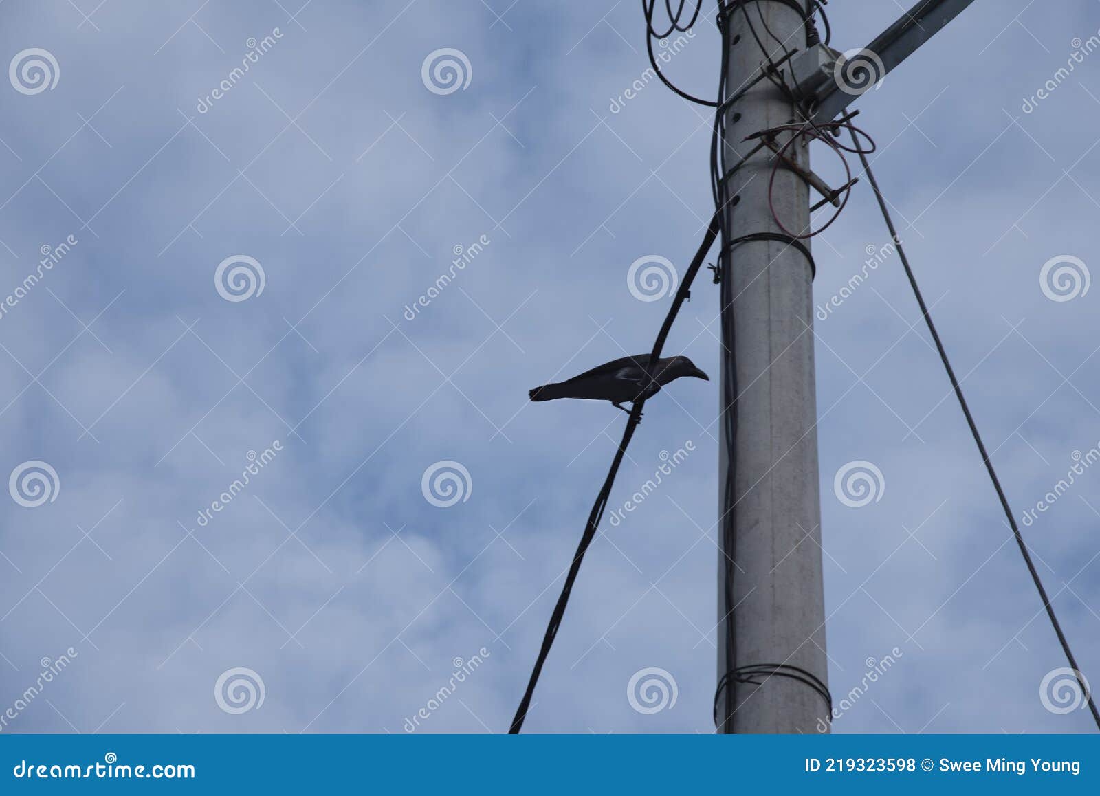 Crow Perching on the Street Electric Pole Cable. Stock Photo - Image of ...