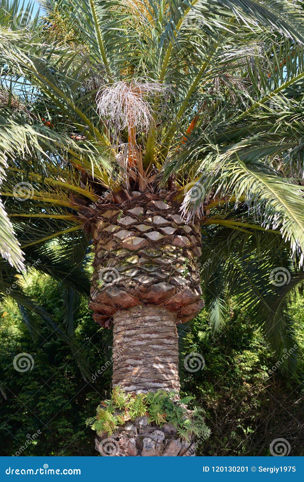 Crown of a Palm Tree Close-up Stock Image - Image of environment ...