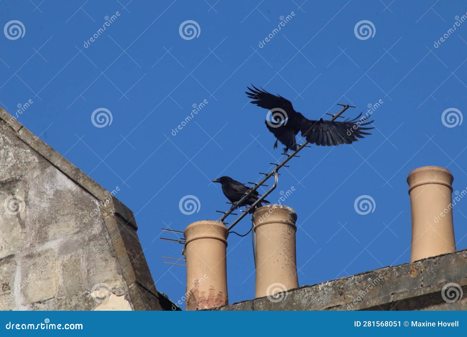 Crows on the roof stock image. Image of crows, naturephotography ...