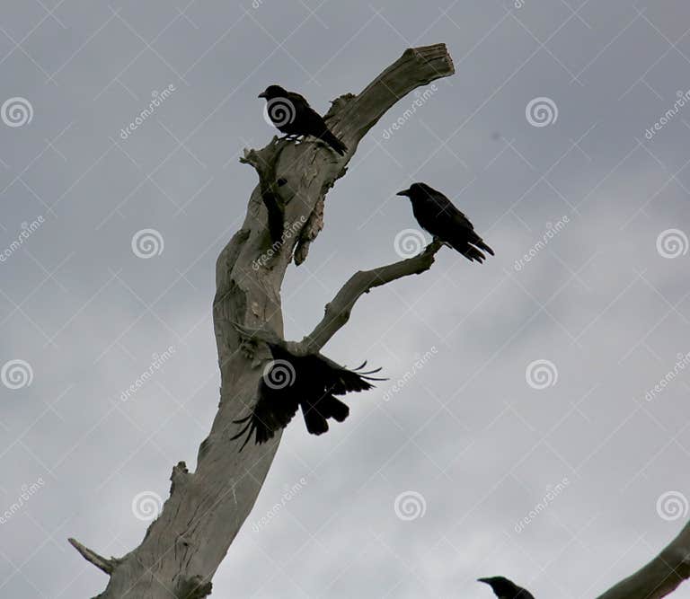 Crows in a dead tree stock image. Image of bird, flight - 326402531
