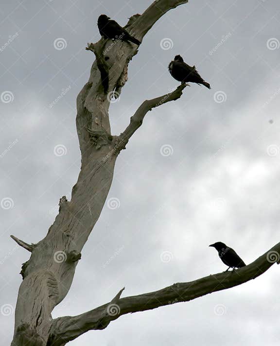 Crows in a tree silhouette stock image. Image of bird - 326402535
