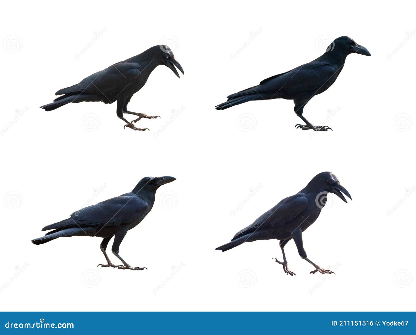 Image Of Crows On A Branch Isolated On White Background. Birds. Wild ...