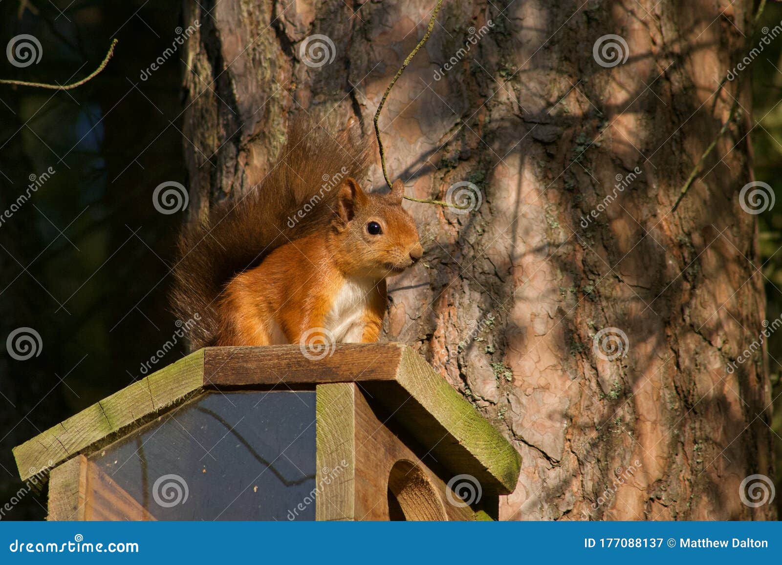 A Picture of a Red Squirrel Sat on Top of a Squirrel Feeder. Stock ...