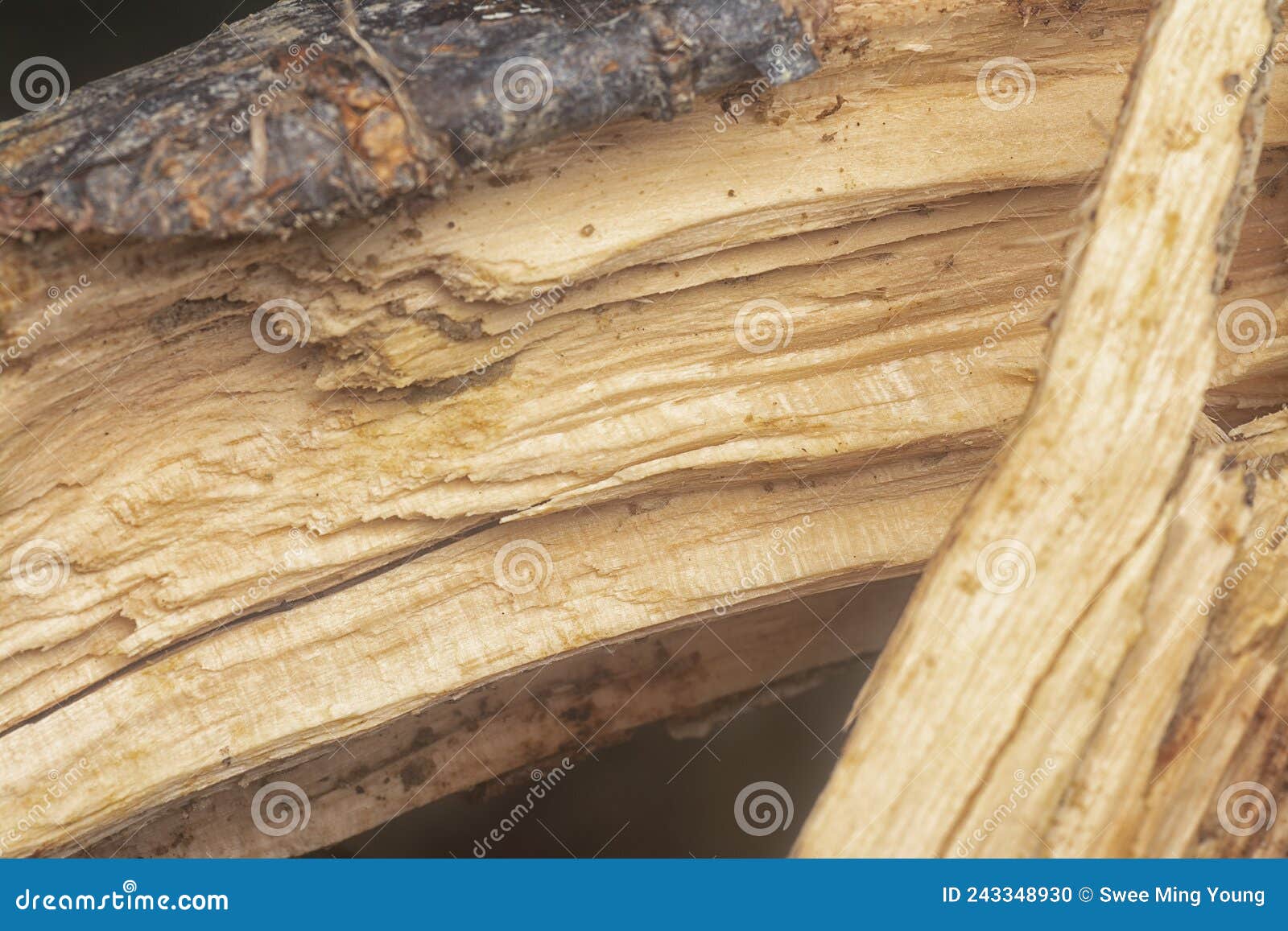 Cut or Broken Rubber Tree Wood Texture Stock Photo - Image of macro ...