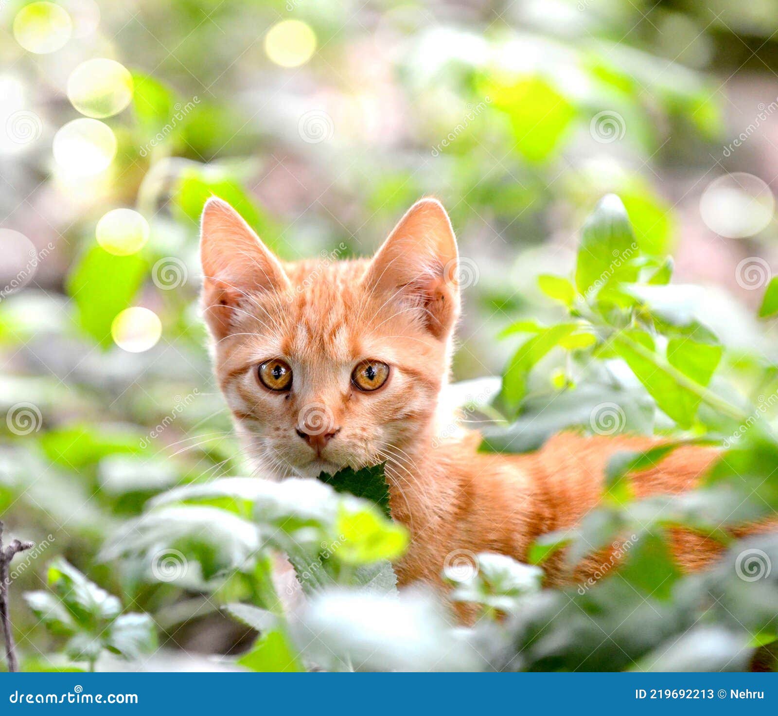 Image of Cute Cat Kitten Pictured Outdoor Stock Image - Image of grass ...