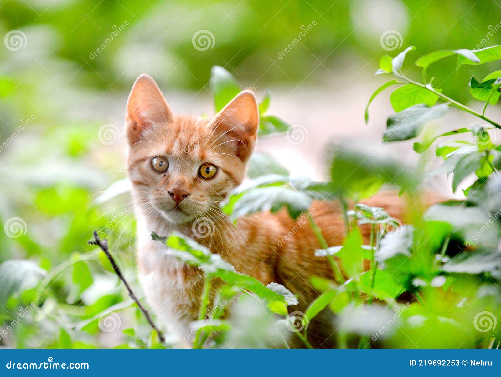 Image of Cute Cat Kitten Pictured Outdoor Stock Image - Image of ...