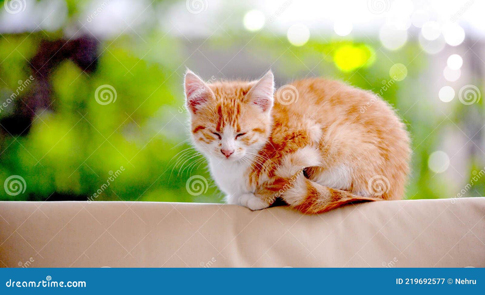Image of Cute Cat Kitten Pictured Outdoor Stock Image - Image of ...
