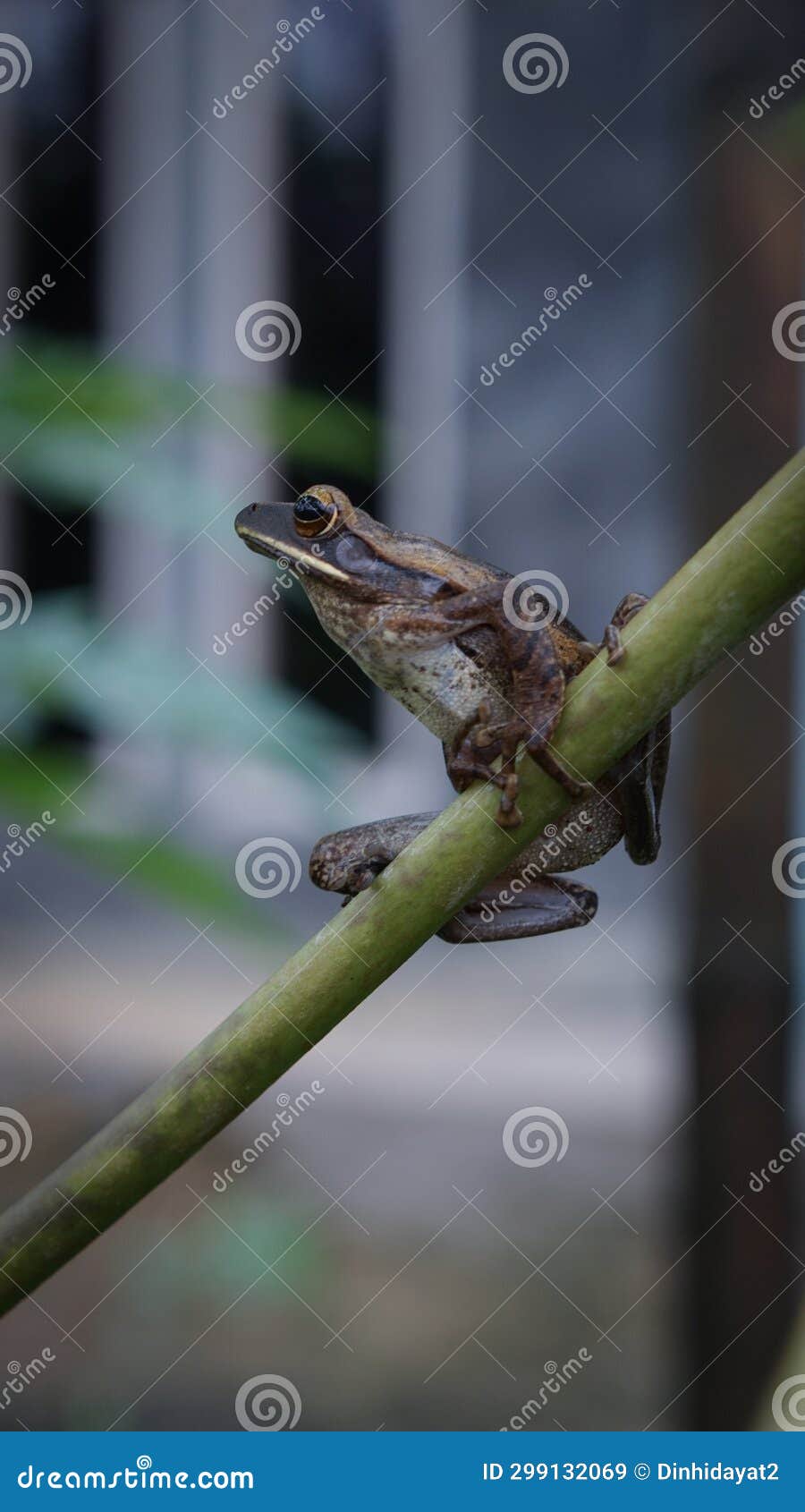 An Image of Cute Frog on a Papaya Branch Stock Image - Image of lizard ...