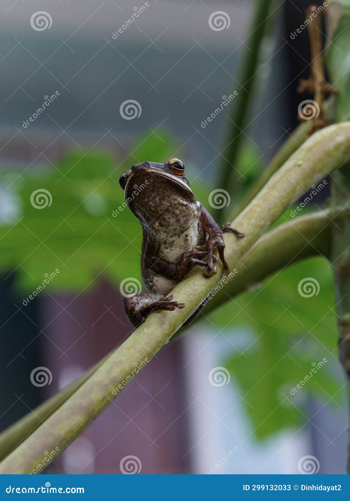 An Image of Cute Frog on a Papaya Branch Option 2 Stock Image - Image ...