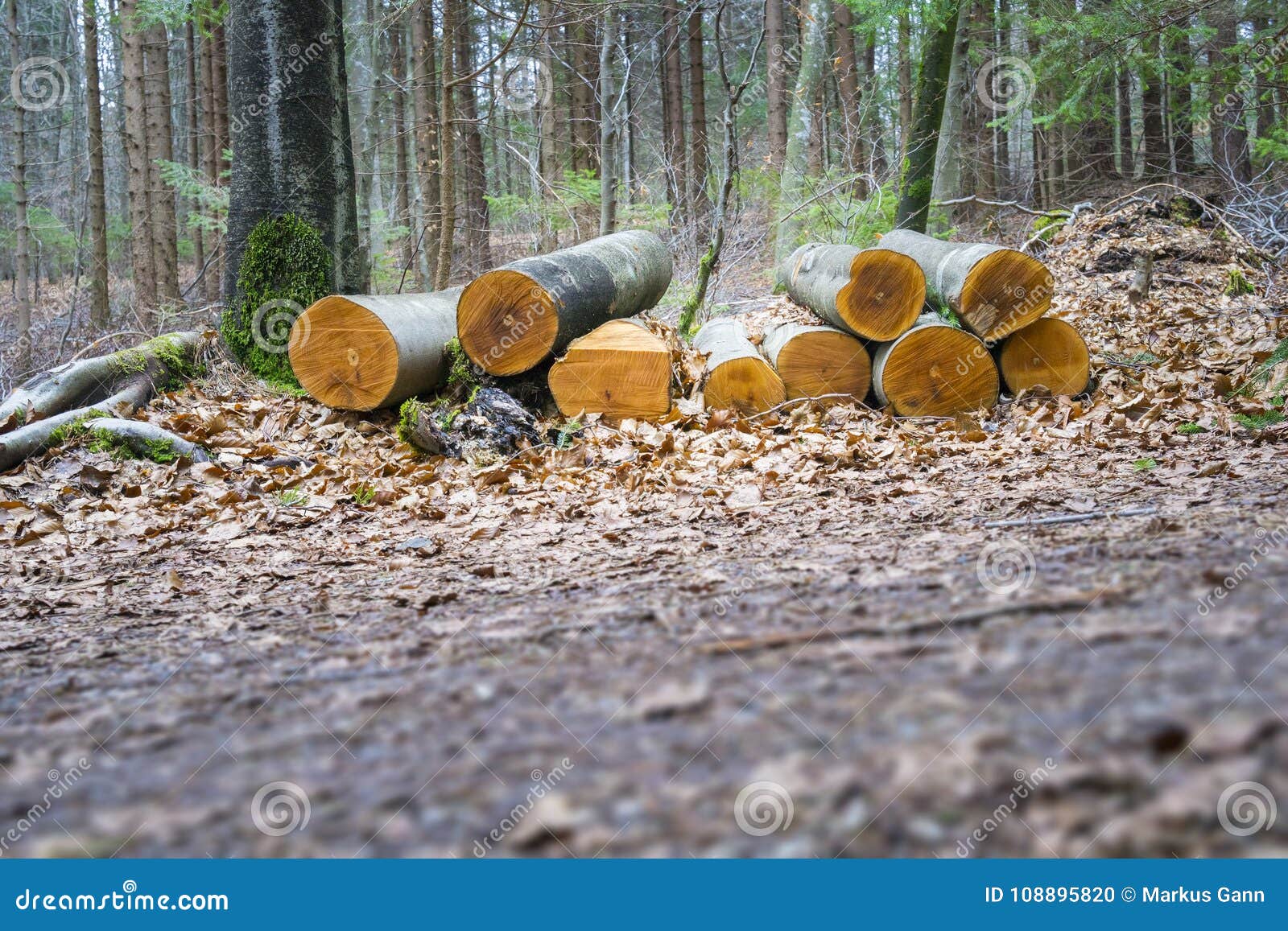 Cutted wood in the forest stock photo. Image of batch - 108895820