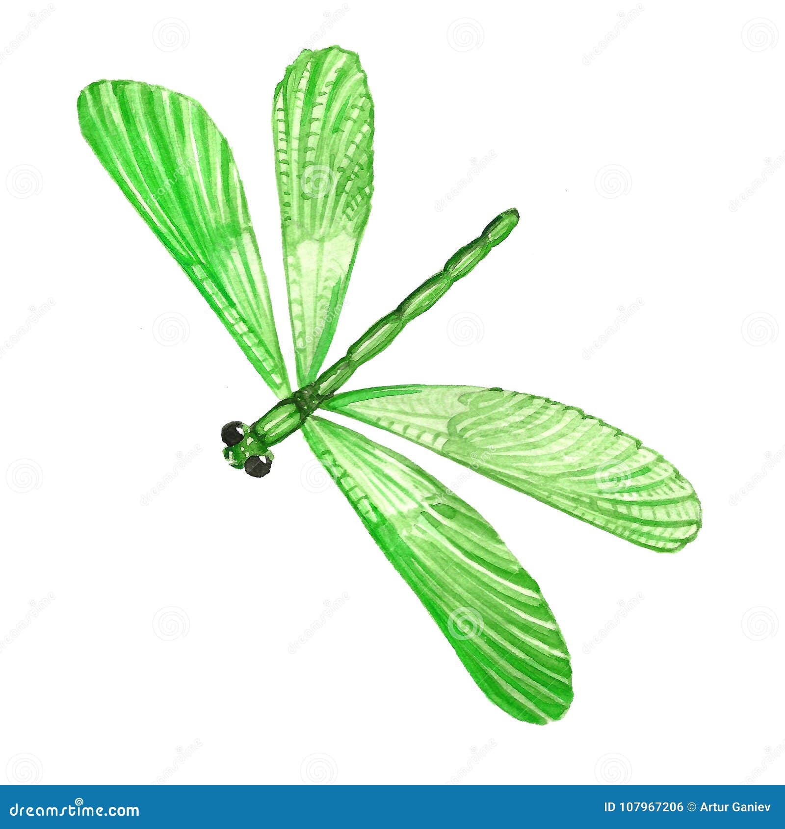 Image D'aquarelle D'une Libellule Sur Un Fond Blanc Photo stock - Image ...