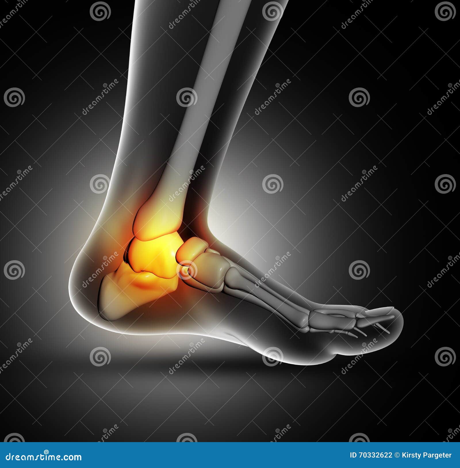 Image 3D Médicale D'os De Cheville Illustration Stock - Illustration du ...