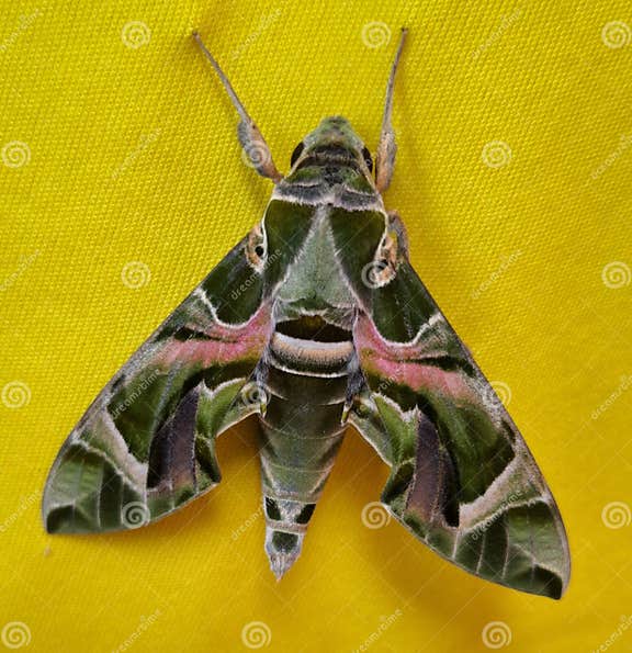 Image of a Dark Green Moth with a Pattern on a Yellow Cloth01 Stock ...