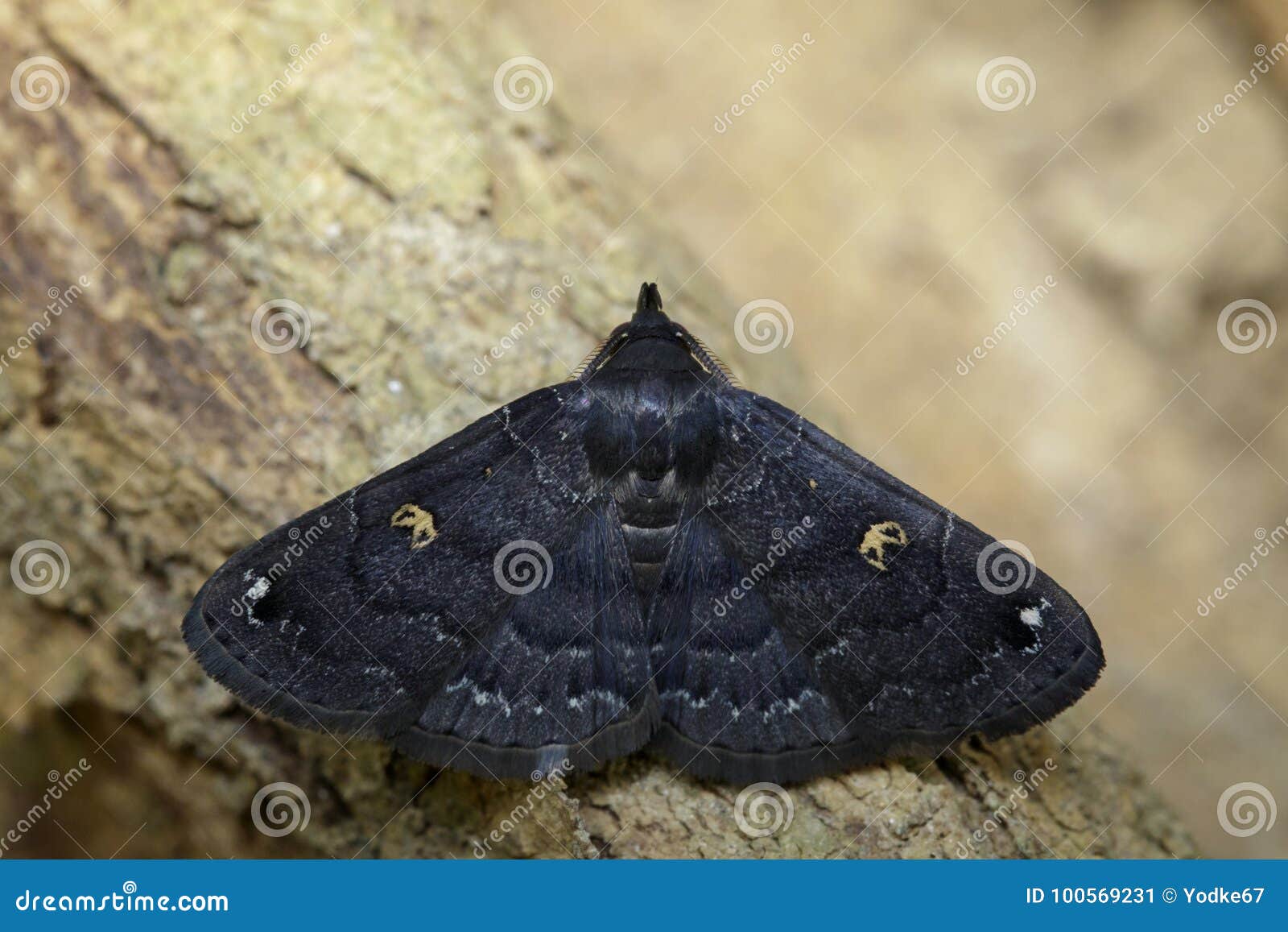 Image De ButterflyMoth Noir Sur L'arbre Insecte Image stock - Image du ...