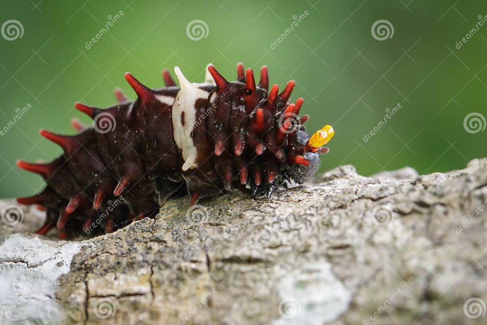 Image De Chenille Rose De Terrain Communal Image stock - Image du ...