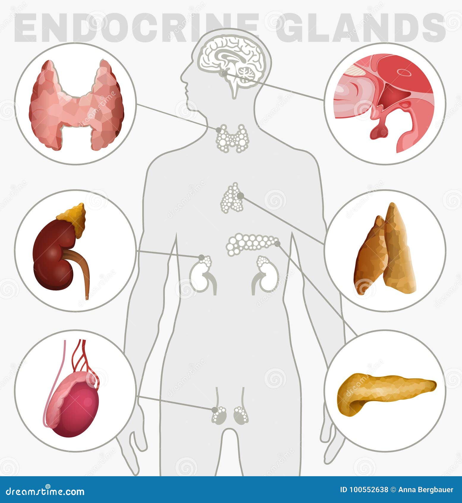 Image De Glandes Endocrines Illustration de Vecteur - Illustration du tableau, pictogramme ...