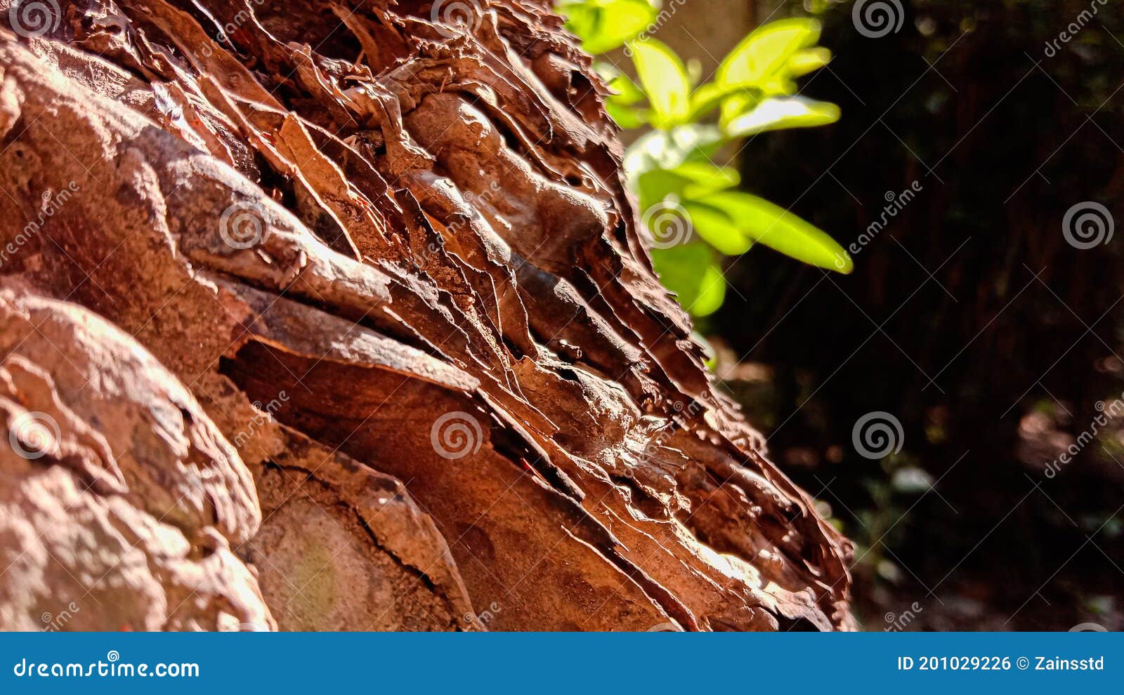 Landscape Coconut Tree Roots Stock Photo - Image of plant, nature ...