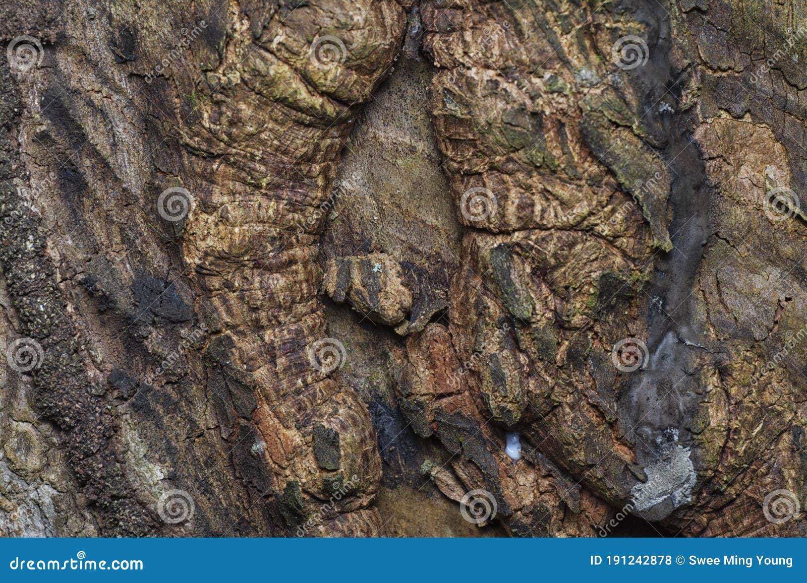 Image of Dead or Decay Tree Trunk and Branch. Stock Photo - Image of ...
