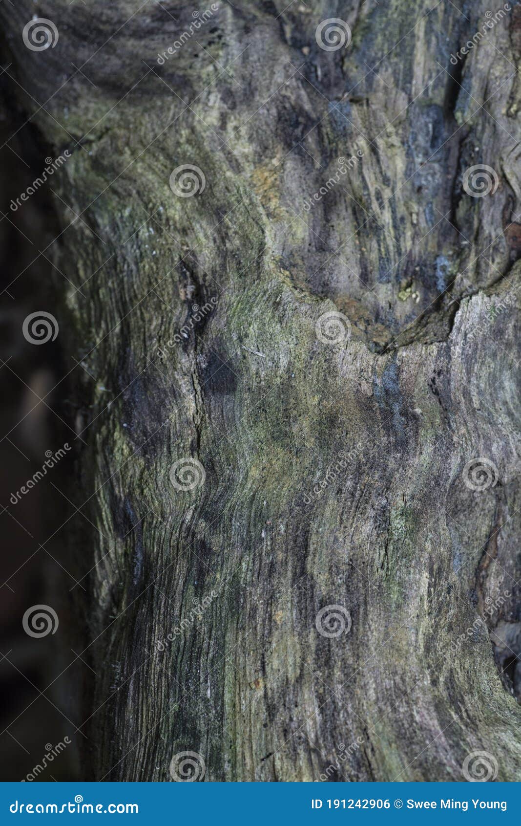 Image of Dead or Decay Tree Trunk and Branch. Stock Photo - Image of ...