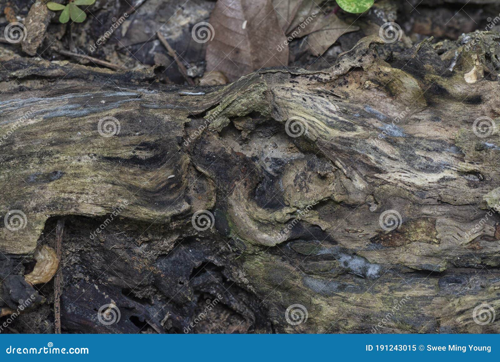 Image of Dead or Decay Tree Trunk and Branch. Stock Image - Image of ...