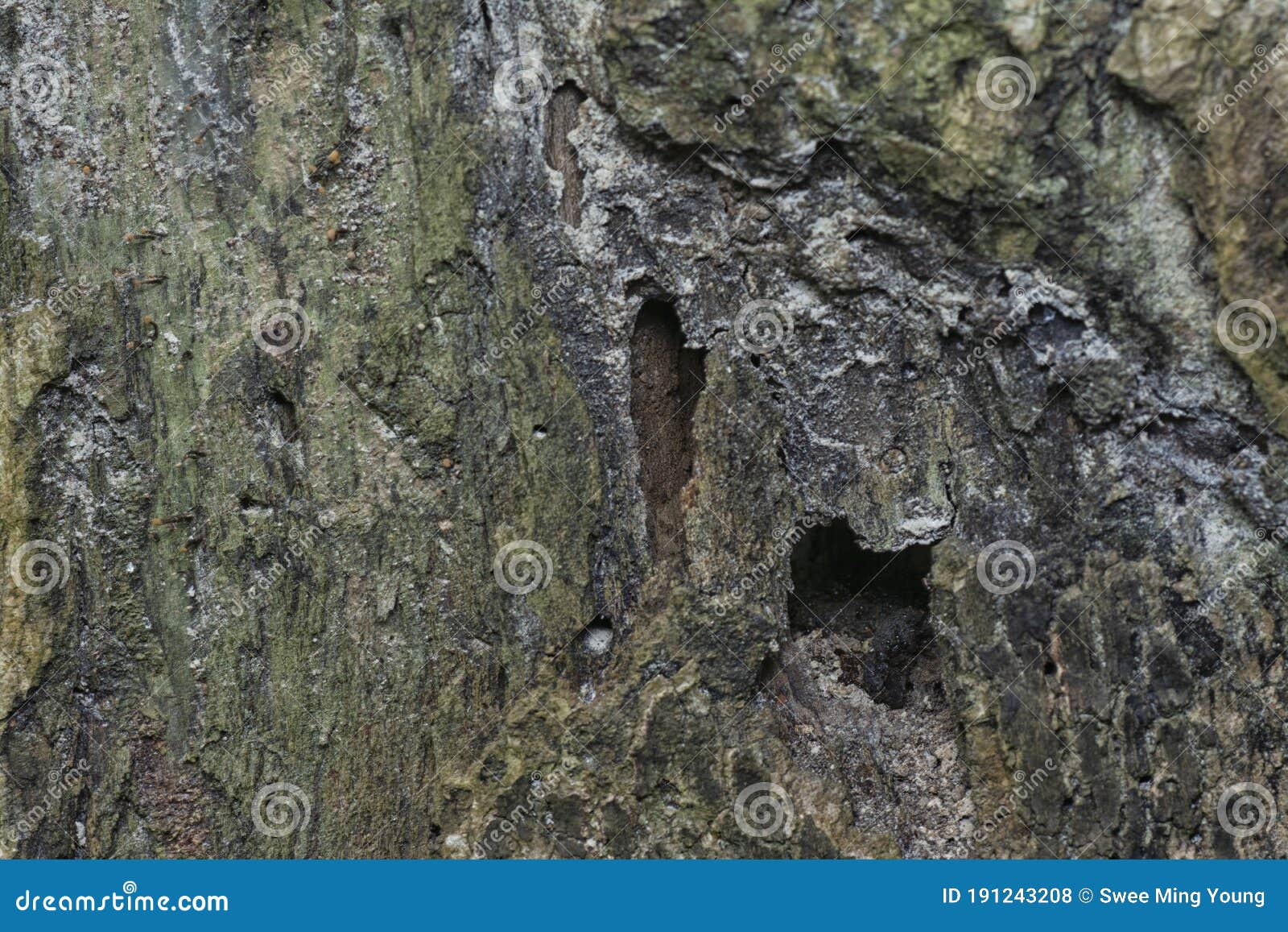 Image of Dead or Decay Tree Trunk and Branch. Stock Photo - Image of ...
